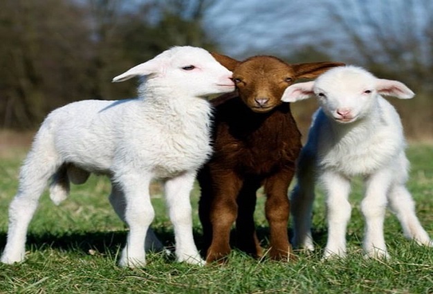 Sheep and Goat Tests – Sadra Veterinary Laboratory